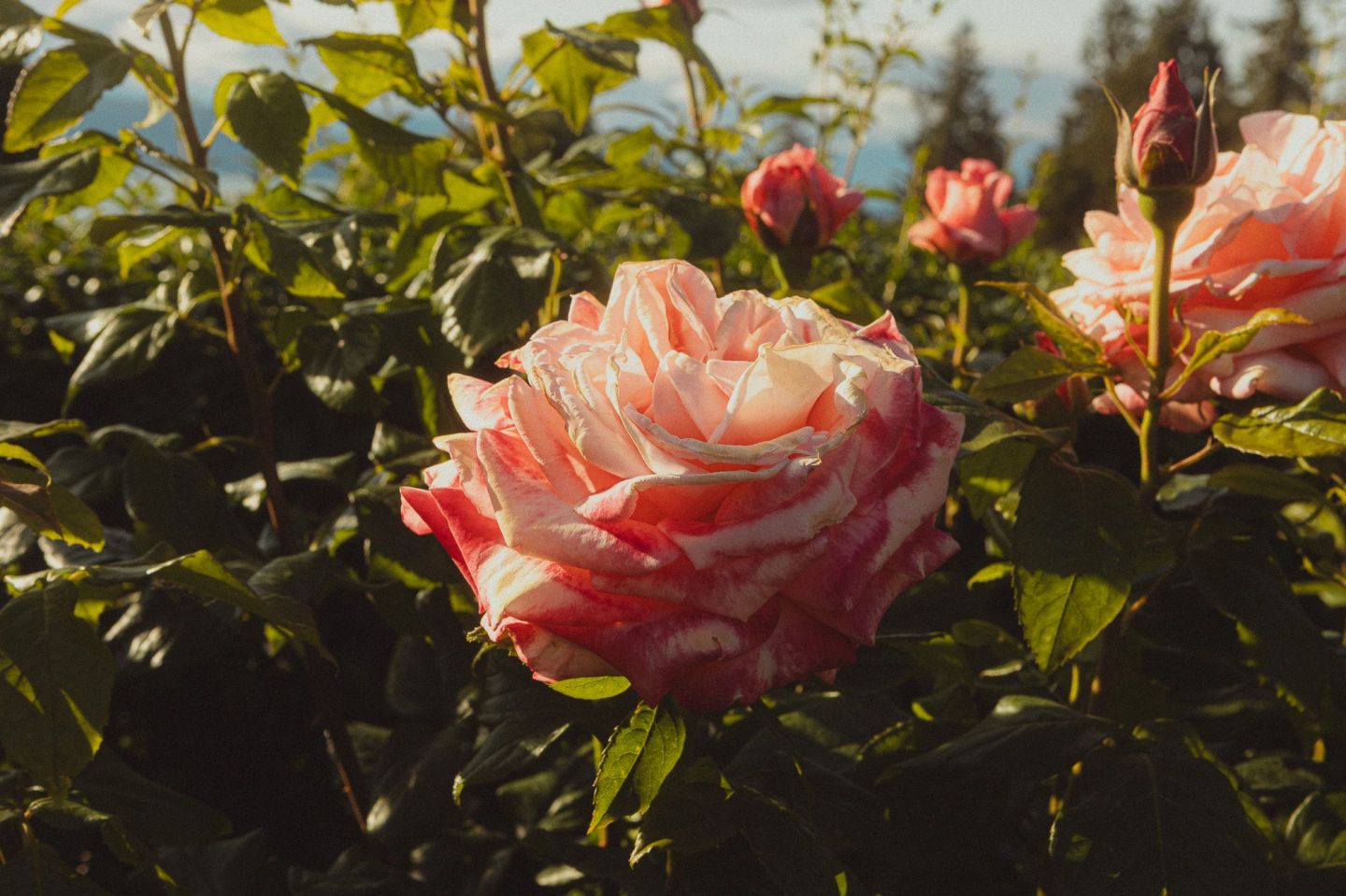 UBC rose garden (postcards from Canada) – daveyhproductions