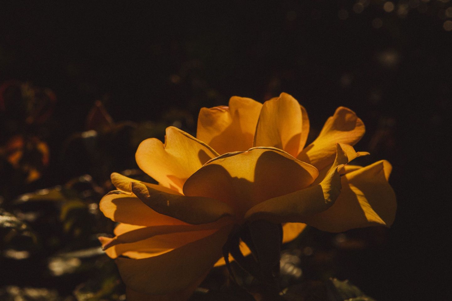 UBC rose garden (postcards from Canada) – daveyhproductions