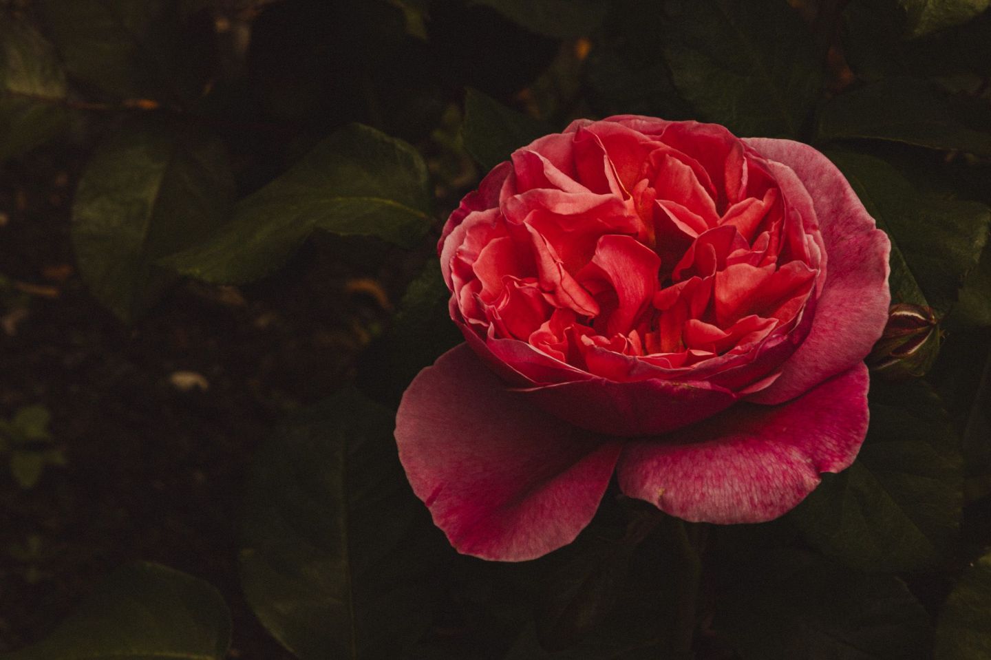 UBC rose garden (postcards from Canada) – daveyhproductions